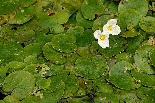 Frog-Bit, Japanese Barberry, and Nonpoint Source Pollution – Mr Great Lakes