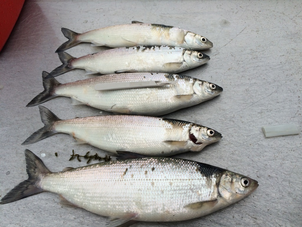 Michigan Fish Survey Released, Invasive Fish Barrier Proposed – Mr ...