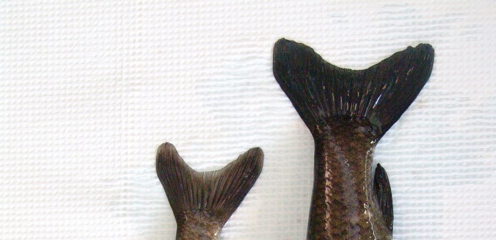 Pushing Invasive Carp and Great Lakes Forecasts – Mr Great Lakes